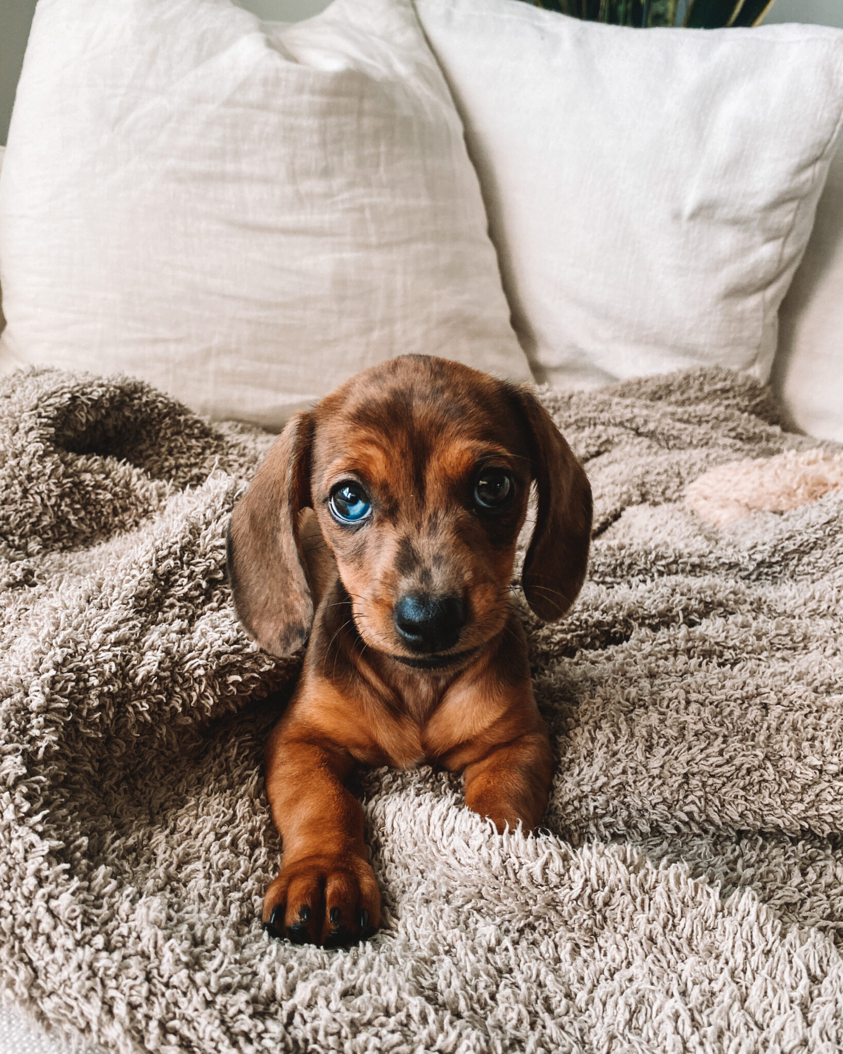 One Month With Our New Puppy, Coco - Rachael's Good Eats